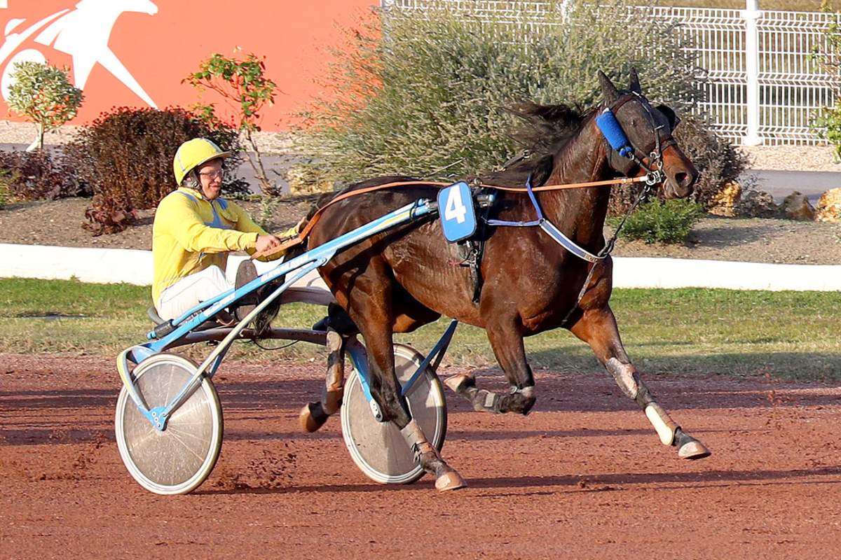 ELSA RUSH - La fiche CANALTURF du cheval, performances pmu, pédigré ...