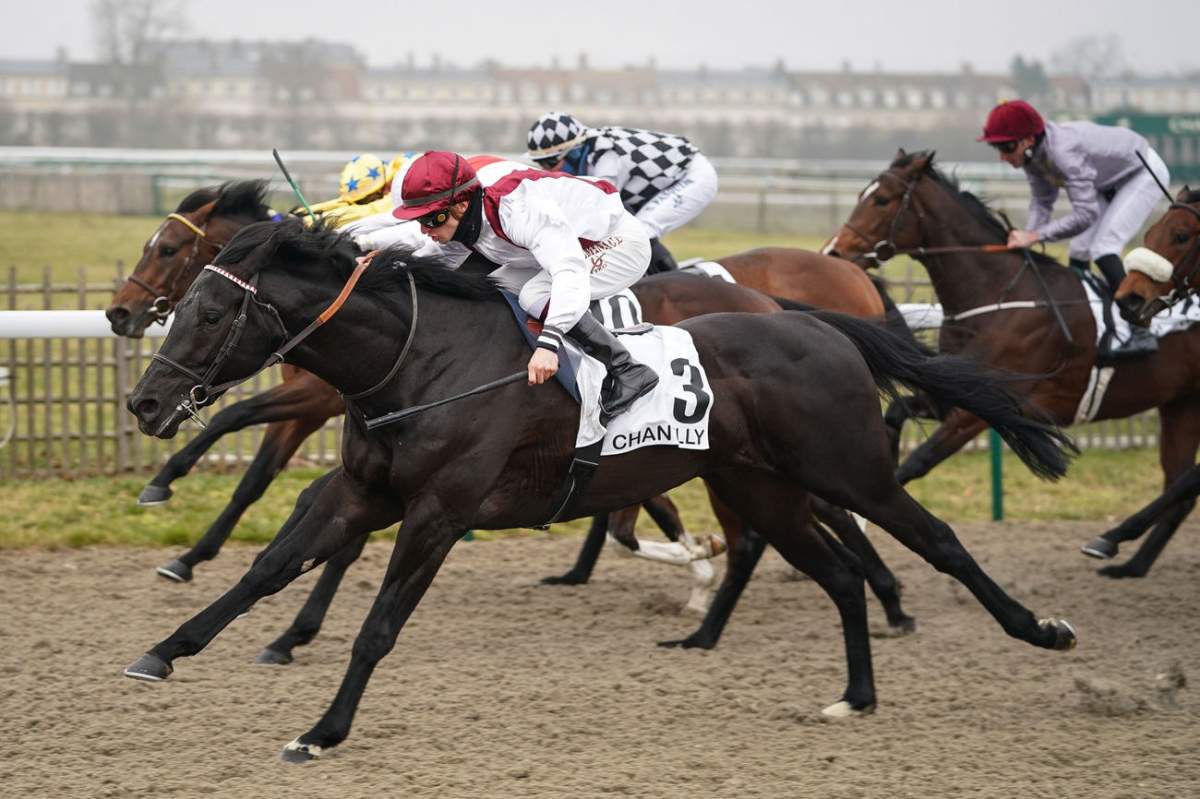 MANDURO GOLD - La fiche CANALTURF du cheval, performances pmu, pédigré ...