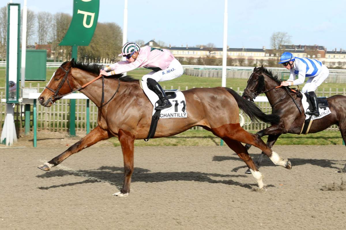 SULAL NAIR - La fiche CANALTURF du cheval, performances pmu, pédigré ...