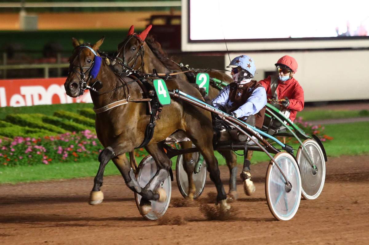 HEAVEN QUICK - La fiche CANALTURF du cheval, performances pmu, pédigré ...