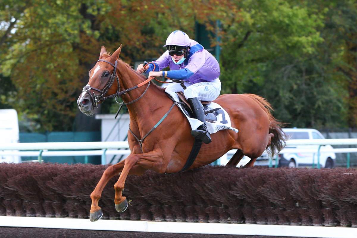 KING OF RUN - La fiche CANALTURF du cheval, performances pmu, pédigré ...