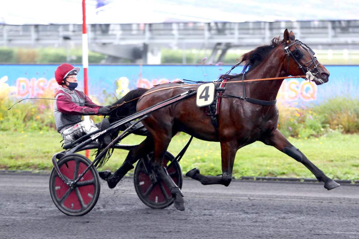 IACARI DES MAURINS - La fiche CANALTURF du cheval, performances pmu ...