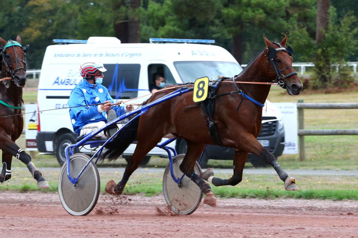 DIAMANT DU SAM - La fiche CANALTURF du cheval, performances pmu ...