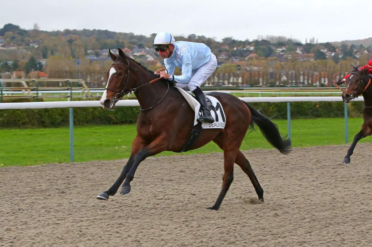 HEALING OASIS - La fiche CANALTURF du cheval, performances pmu, pédigré ...