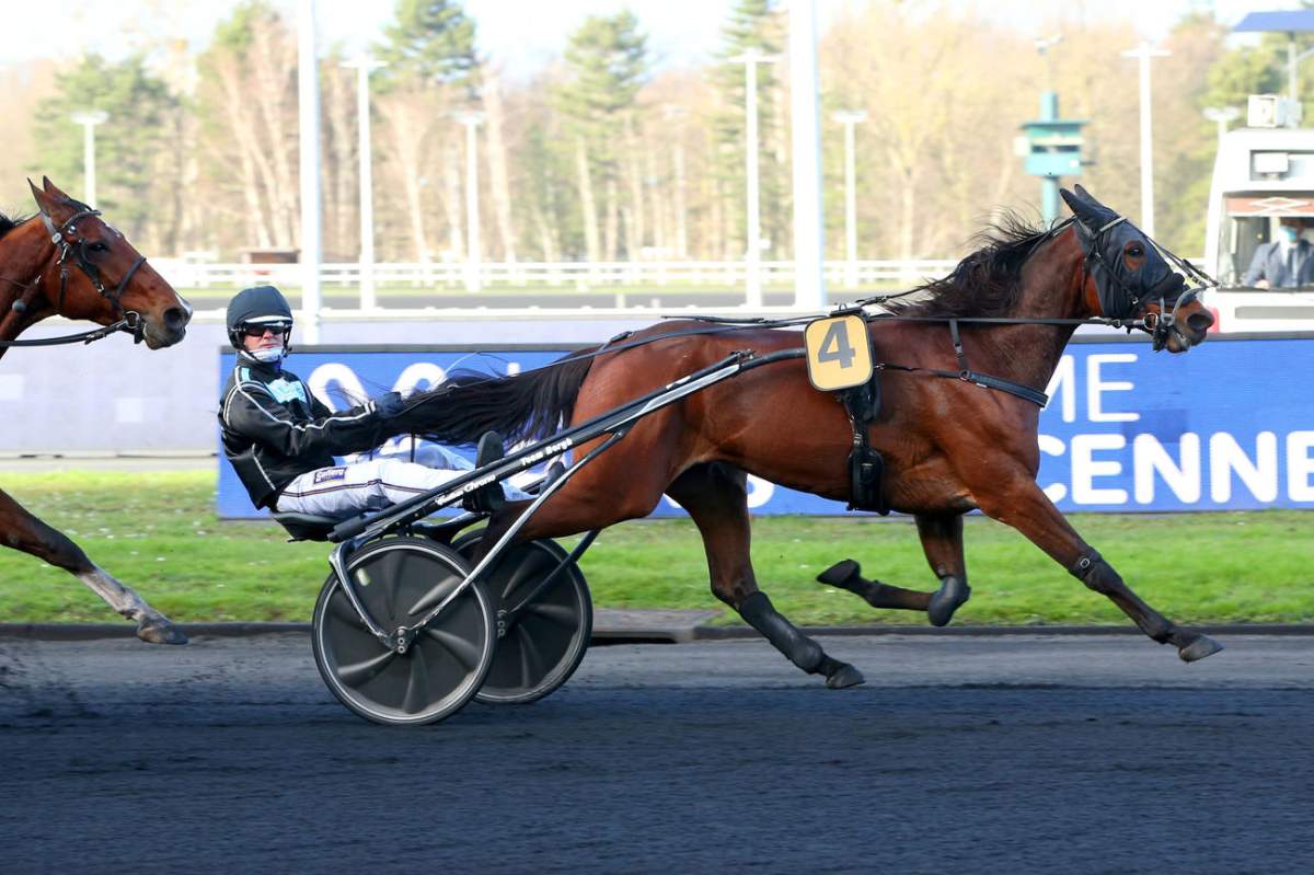 PINTO BOB - La fiche CANALTURF du cheval, performances pmu, pédigré ...