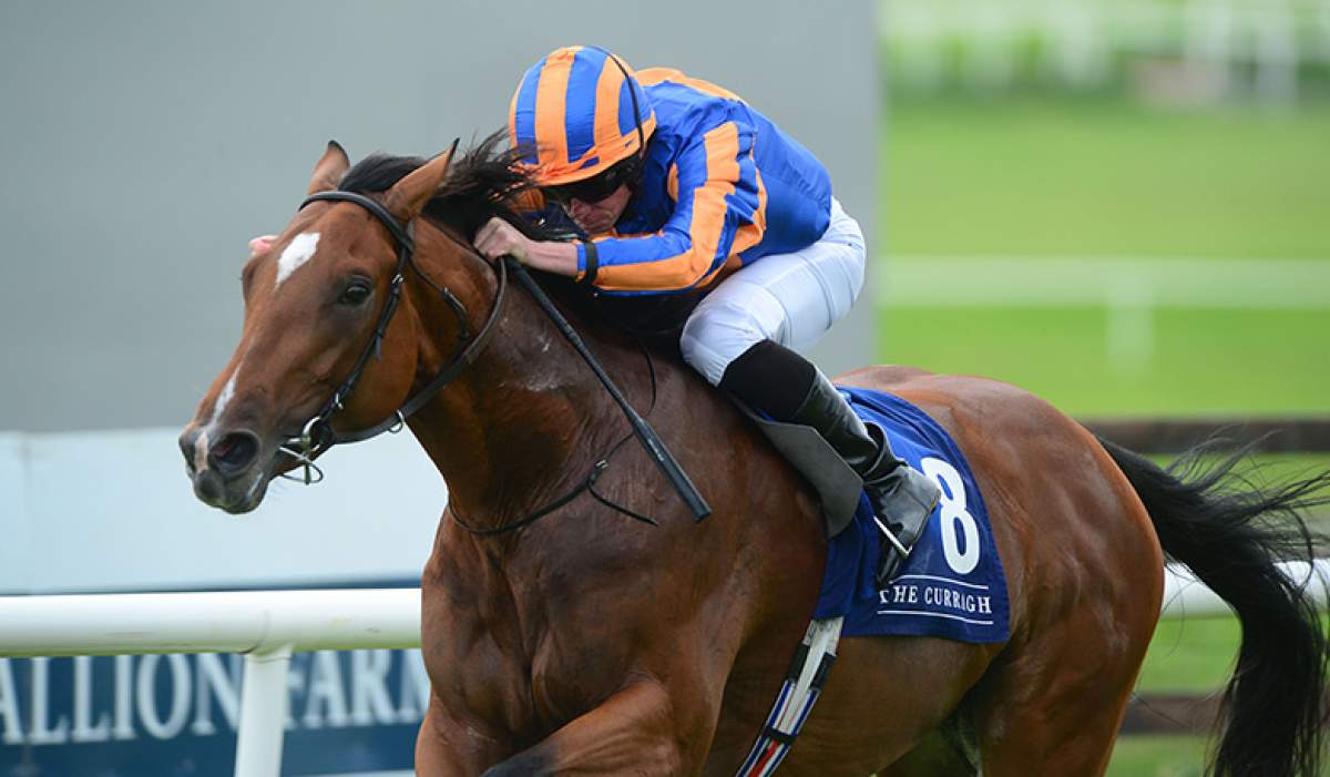 MOGUL - La fiche CANALTURF du cheval, performances pmu, pédigré ...