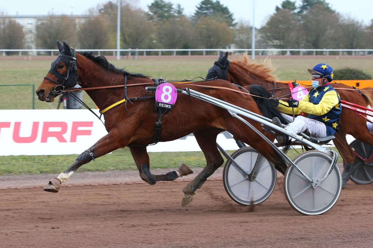 Pronostic Quinté PMU du PRIX DES ALPES du 1 déc. 2025