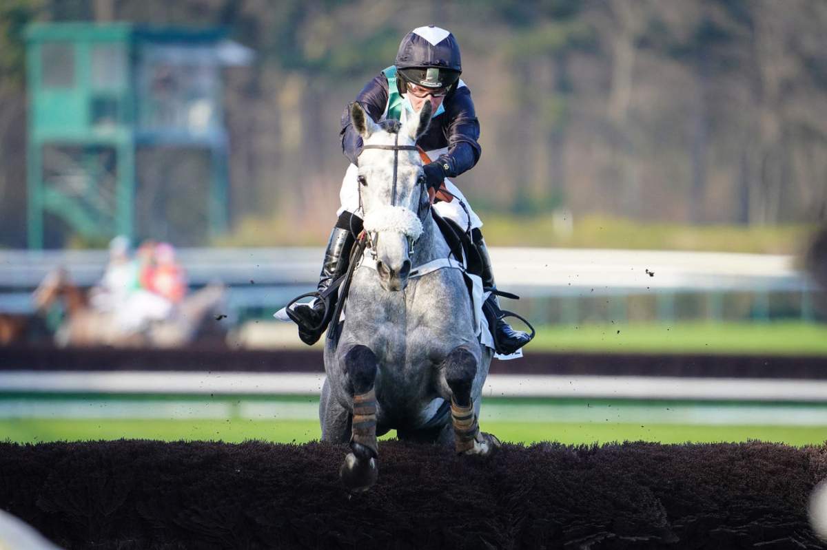 HENIE SACREE - La fiche CANALTURF du cheval, performances pmu, pédigré ...