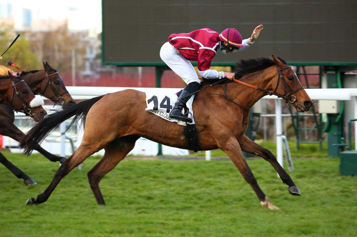 FRENCH DIVA - La fiche CANALTURF du cheval, performances pmu, pédigré ...