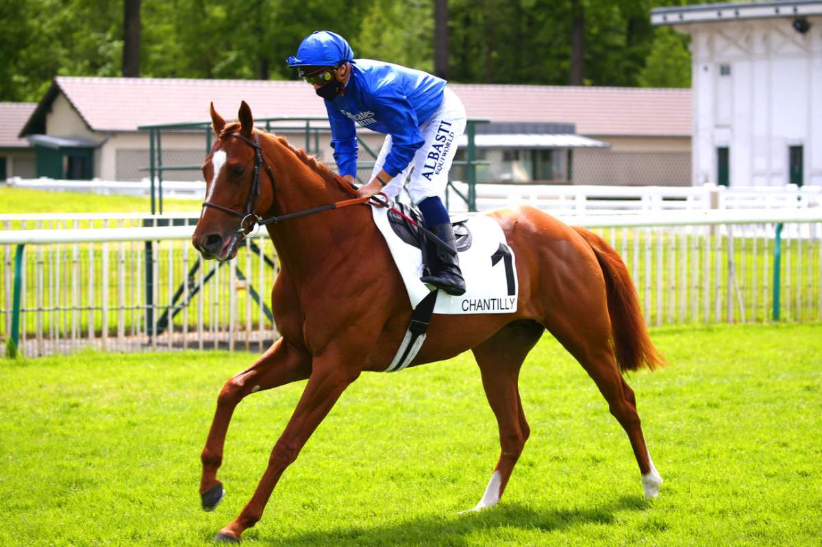 URGENT APPEAL - La fiche CANALTURF du cheval, performances pmu, pédigré ...