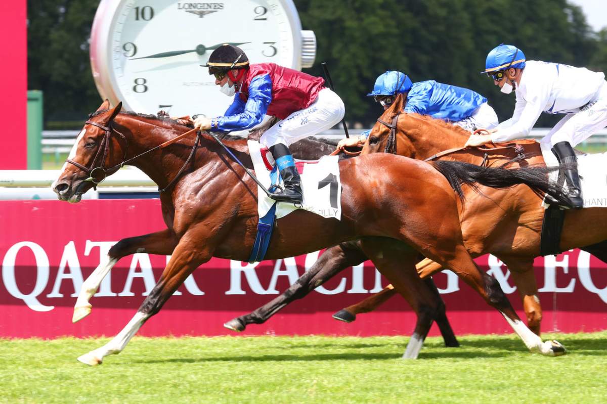 IN SWOOP - La fiche CANALTURF du cheval, performances pmu, pédigré ...