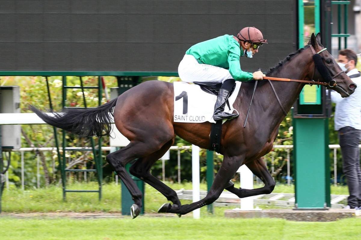 DARZAN - La fiche CANALTURF du cheval, performances pmu, pédigré ...