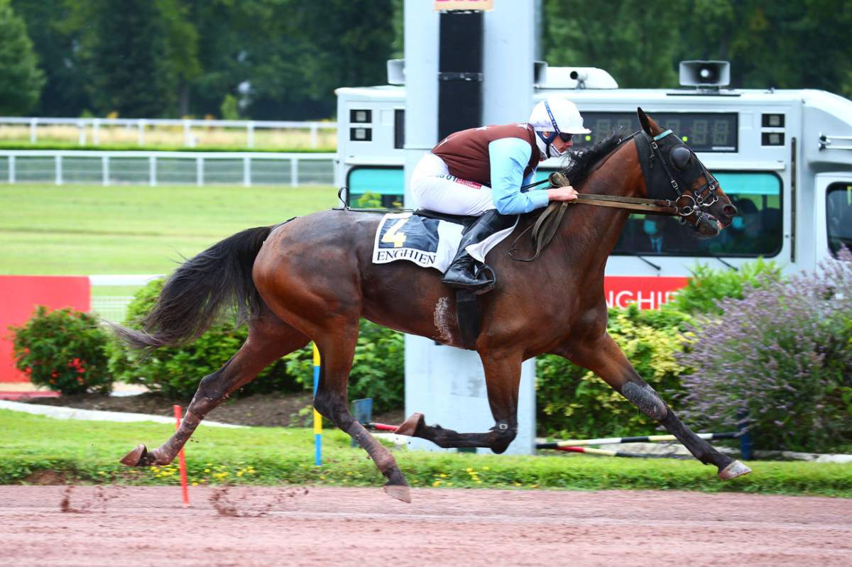 HARMONY QUICK - La fiche CANALTURF du cheval, performances pmu, pédigré ...