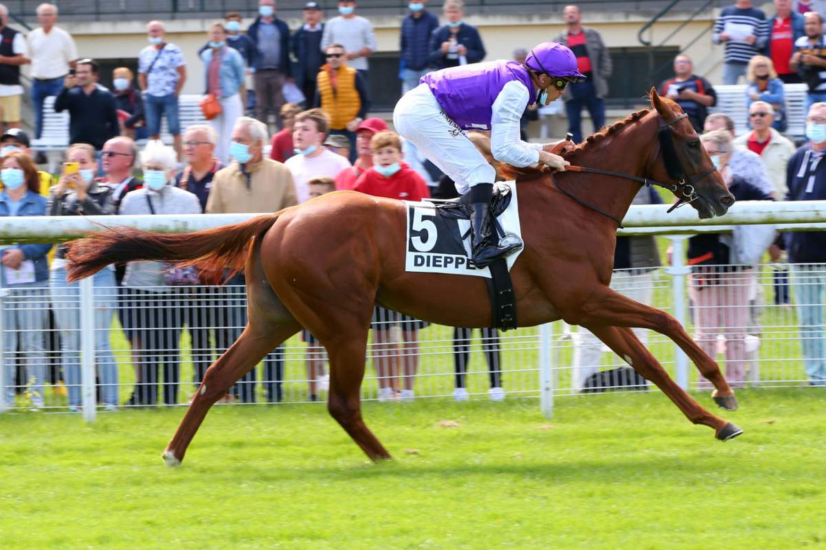 IVORY SPRING - La fiche CANALTURF du cheval, performances pmu, pédigré ...