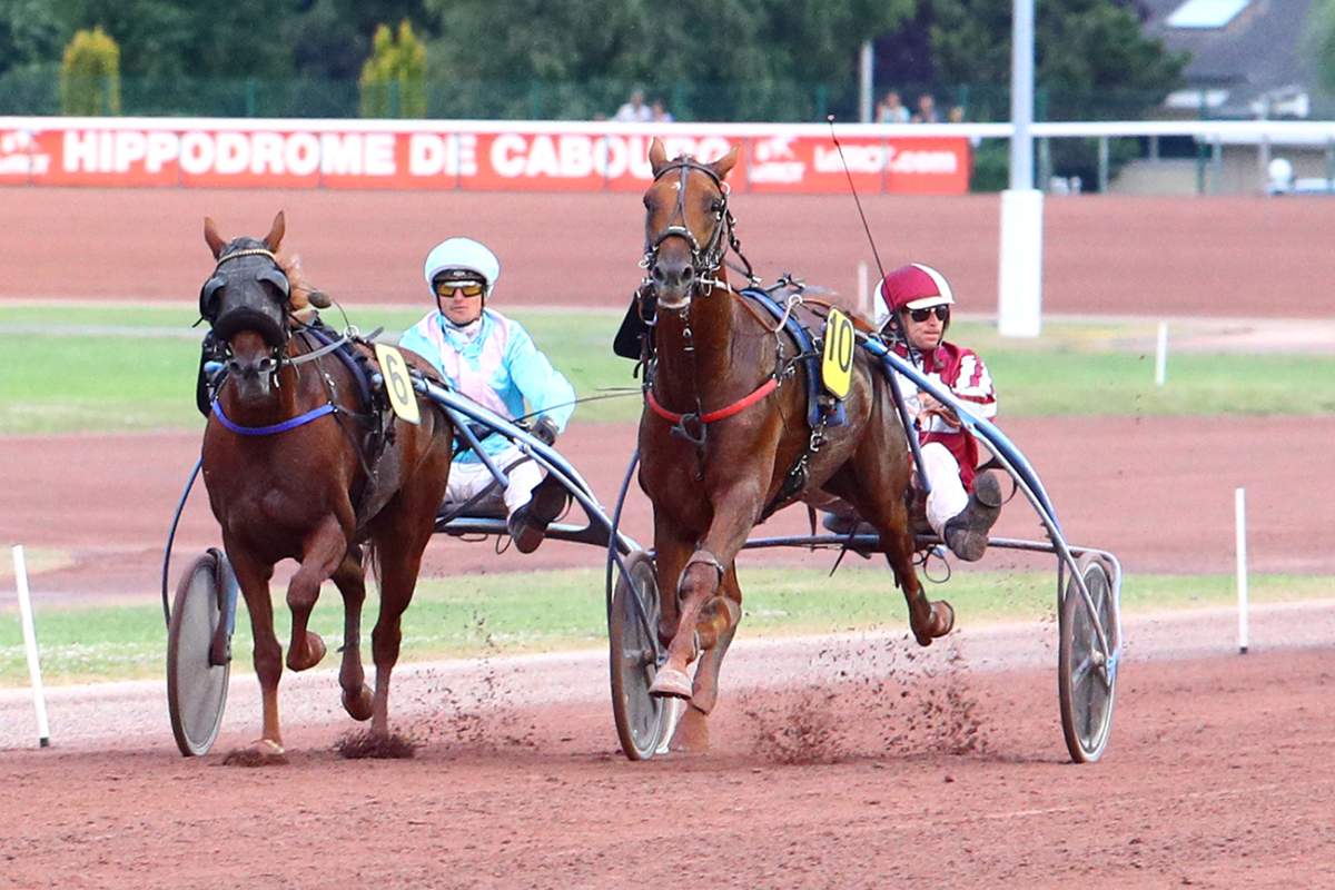 ELEVEN SHAPTER - La fiche CANALTURF du cheval, performances pmu ...