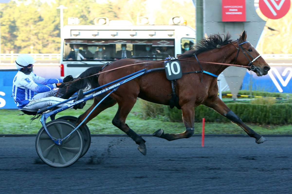 BLUE EYES BAR - La fiche CANALTURF du cheval, performances pmu, pédigré ...