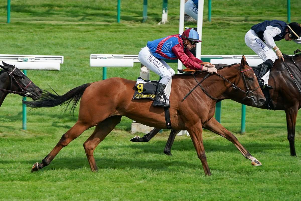 DOCTOR RON - La fiche CANALTURF du cheval, performances pmu, pédigré ...