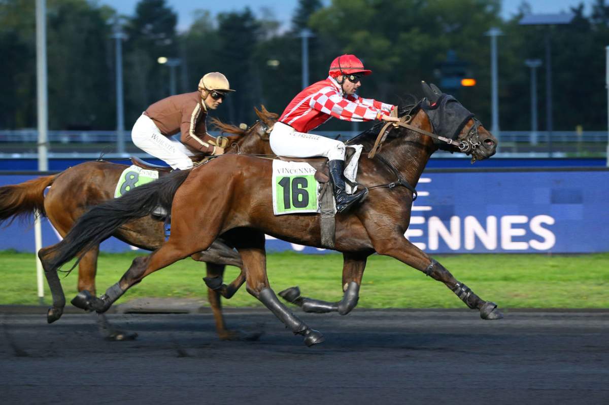 JAMAIQUE PAJELO - La fiche CANALTURF du cheval, performances pmu ...