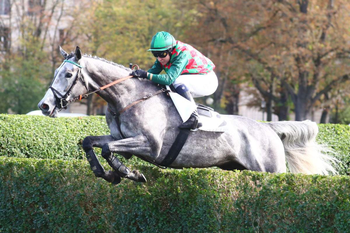 INTENSE RAFFLES - La fiche CANALTURF du cheval, performances pmu ...