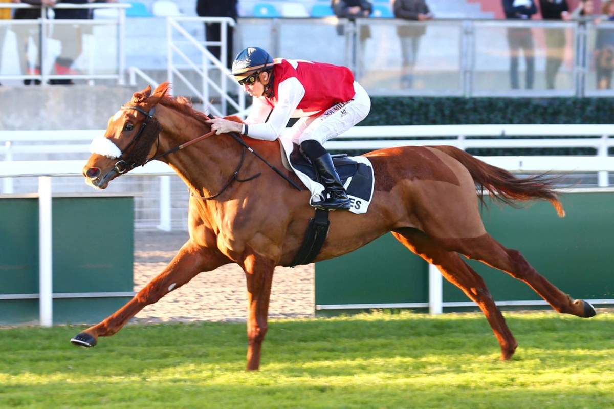 BARBADIN - La fiche CANALTURF du cheval, performances pmu, pédigré ...