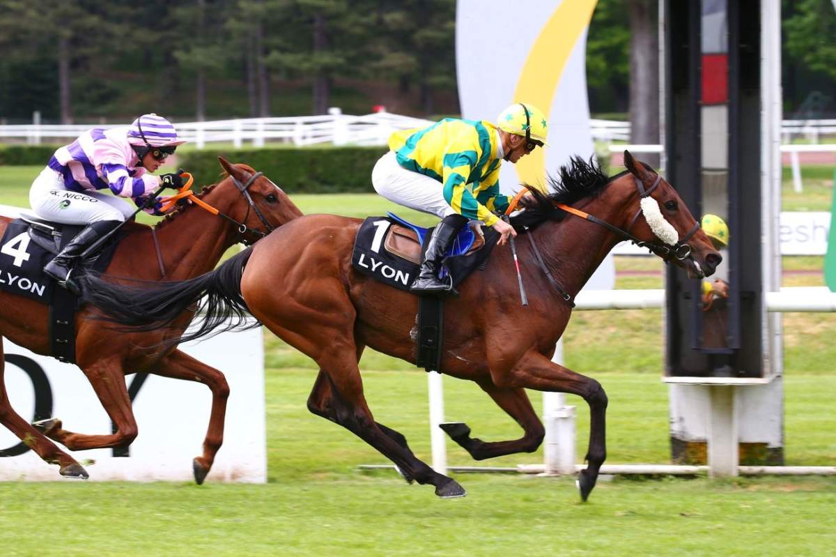 LILY APPLE - La fiche CANALTURF du cheval, performances pmu, pédigré ...