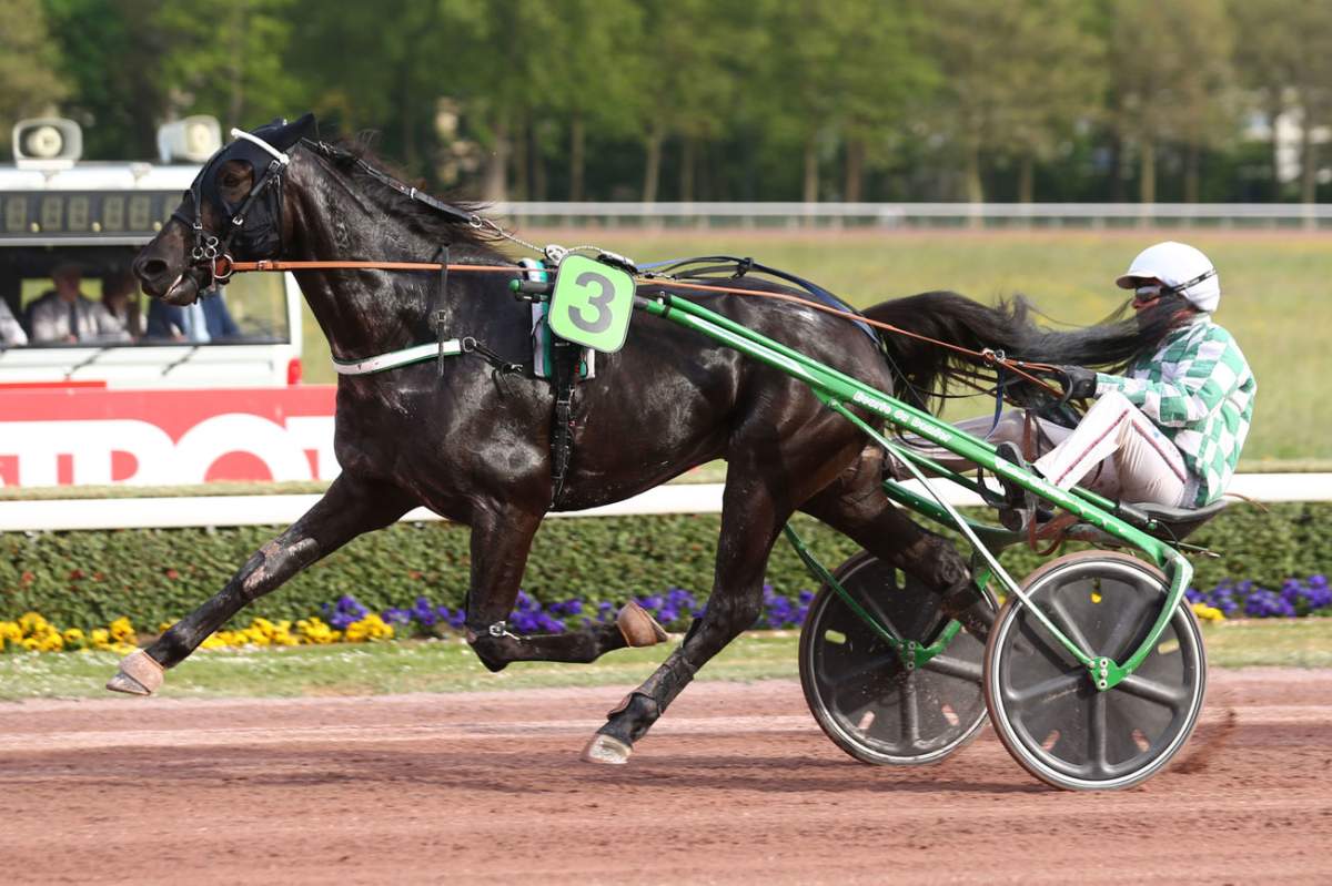 JUSTIN BOLD - La fiche CANALTURF du cheval, performances pmu, pédigré ...