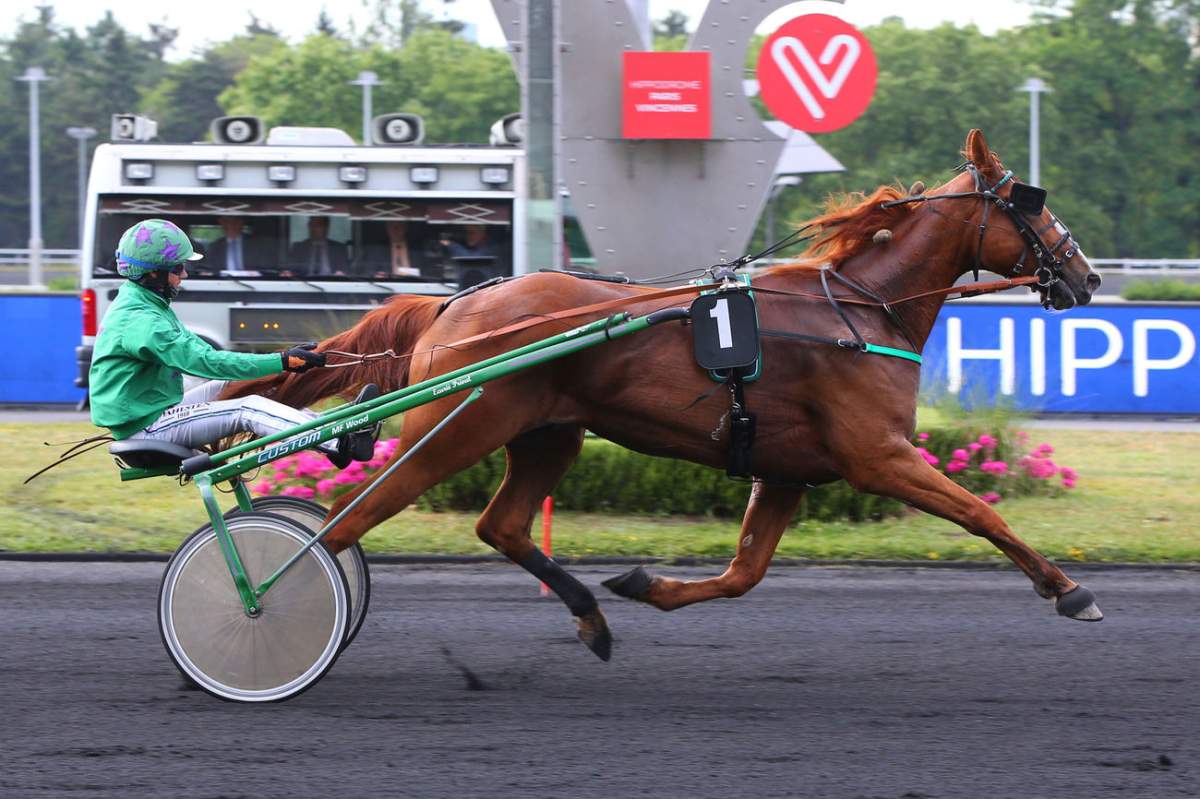 HELIOT DE CAHOT - La fiche CANALTURF du cheval, performances pmu ...