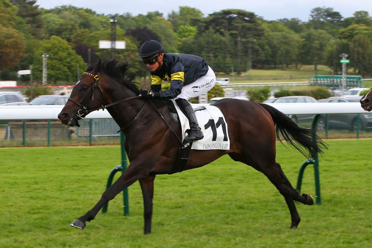 ORANDI - La fiche CANALTURF du cheval, performances pmu, pédigré ...