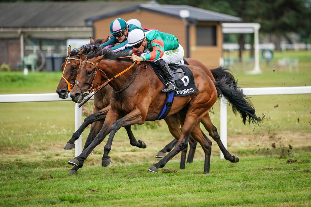 ATHELIA - La fiche CANALTURF du cheval, performances pmu, pédigré ...