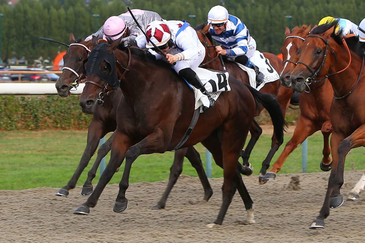 TOTAL KNOCKOUT - La fiche CANALTURF du cheval, performances pmu ...