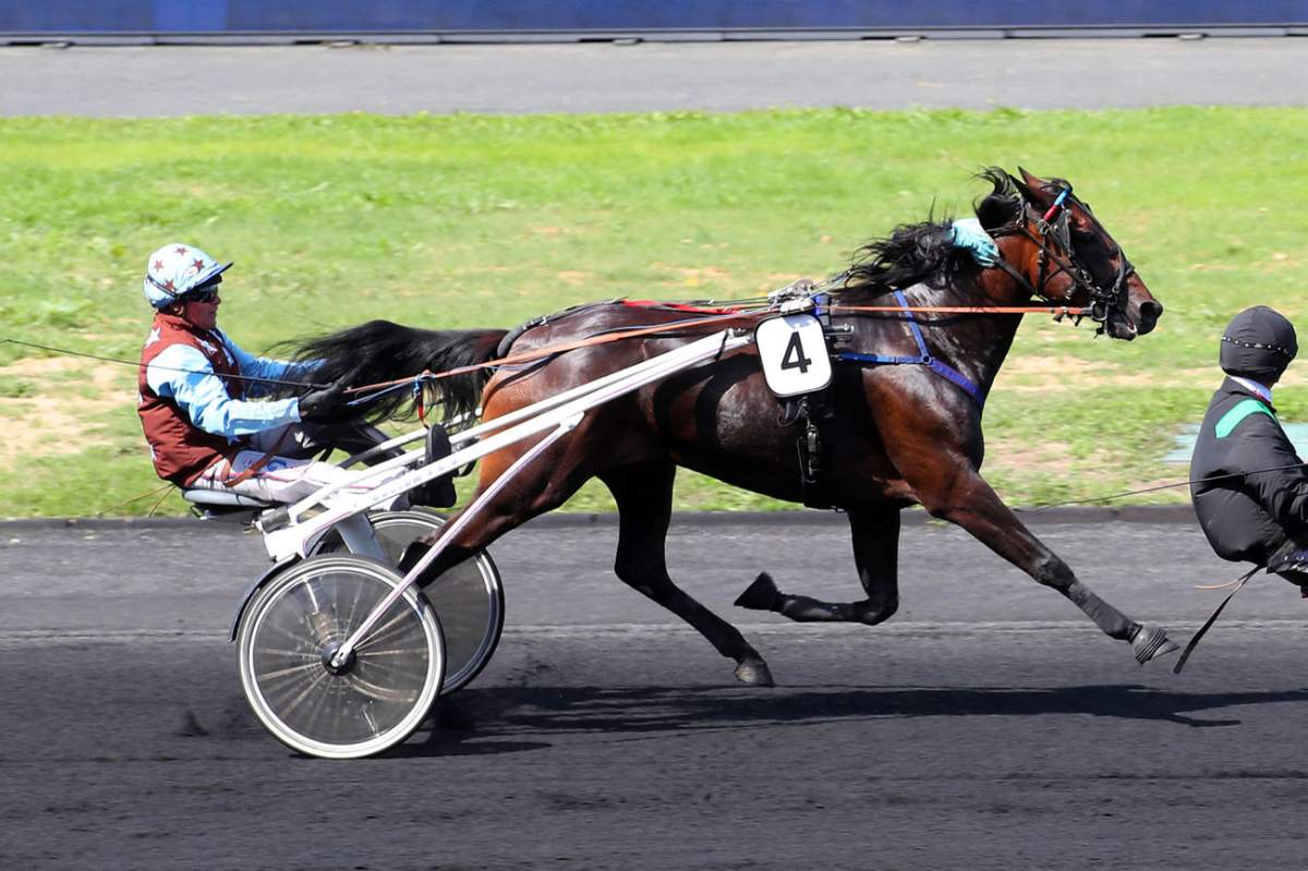 ICE QUICK - La fiche CANALTURF du cheval, performances pmu, pédigré ...