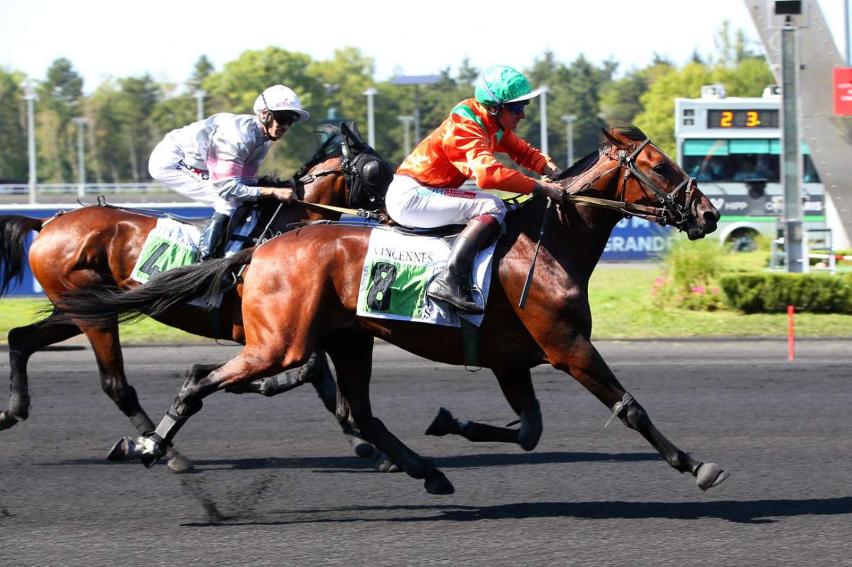 JAFF DE MESLAY - La fiche CANALTURF du cheval, performances pmu ...