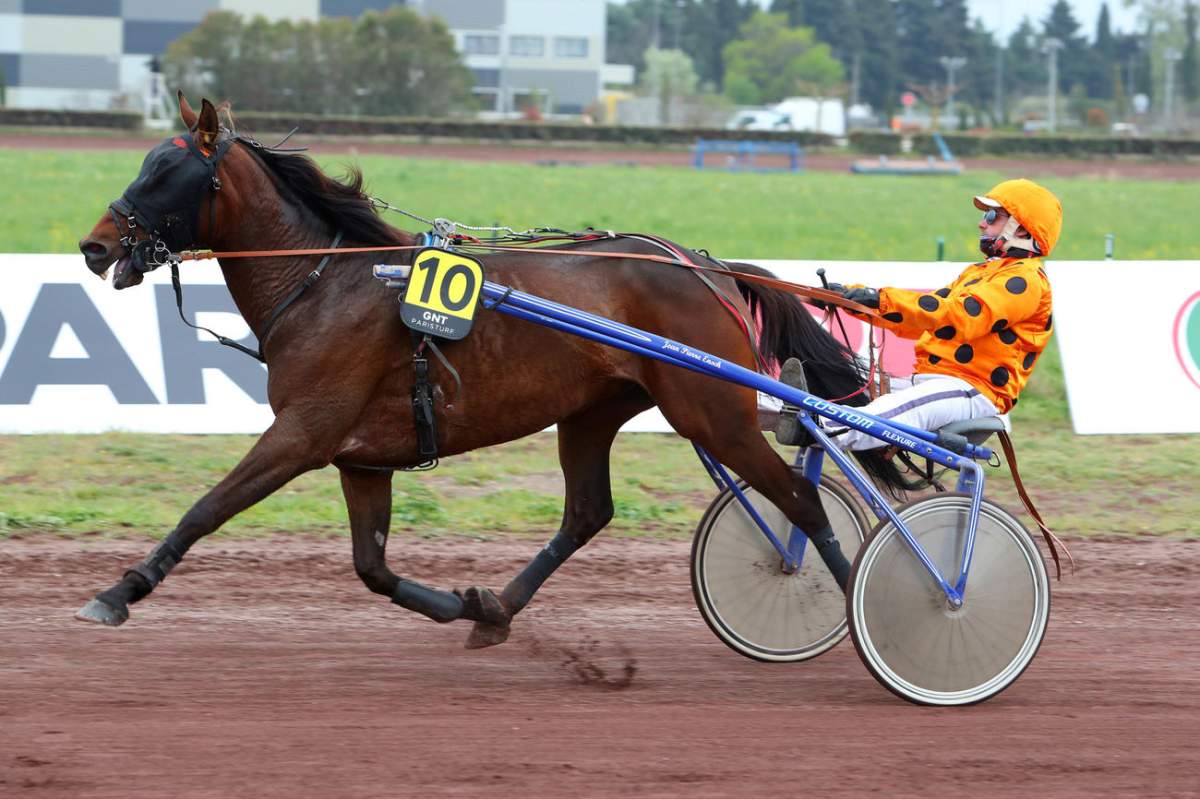 DOTTARUS - La fiche CANALTURF du cheval, performances pmu, pédigré ...