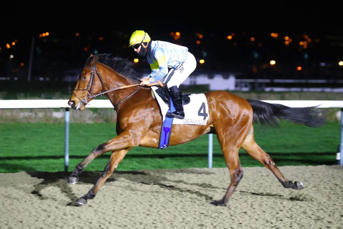 ARDITO - La fiche CANALTURF du cheval, performances pmu, pédigré ...