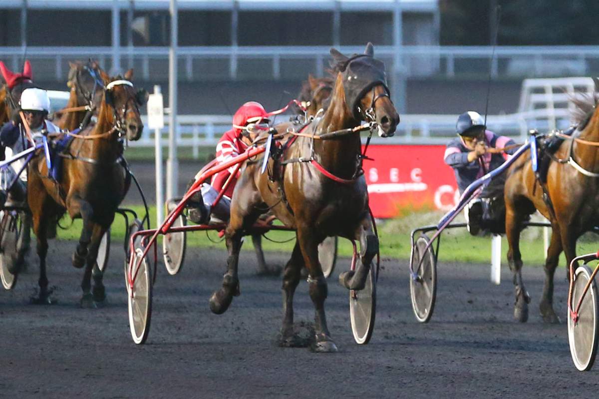 GRAND PAJELO - La fiche CANALTURF du cheval, performances pmu, pédigré ...