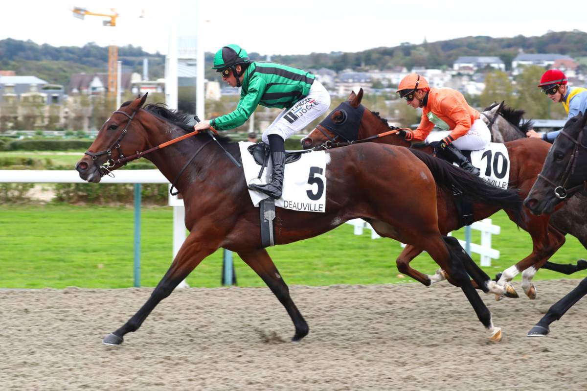 OMICRONE - La fiche CANALTURF du cheval, performances pmu, pédigré ...