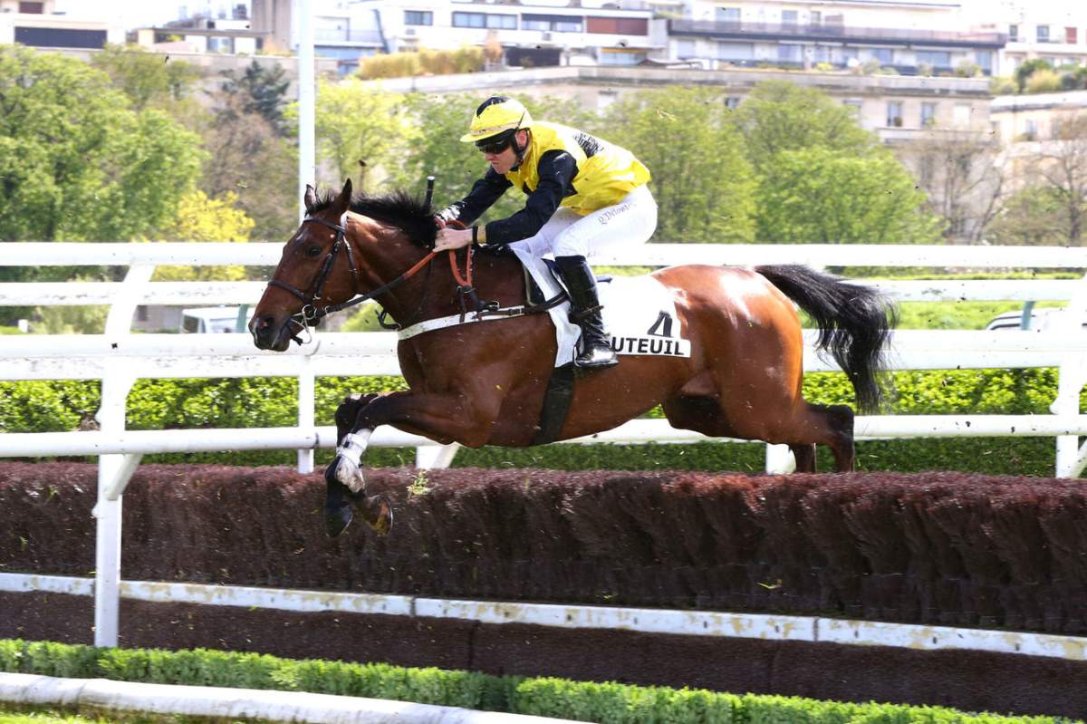 JUMP AND FLY - La fiche CANALTURF du cheval, performances pmu, pédigré ...