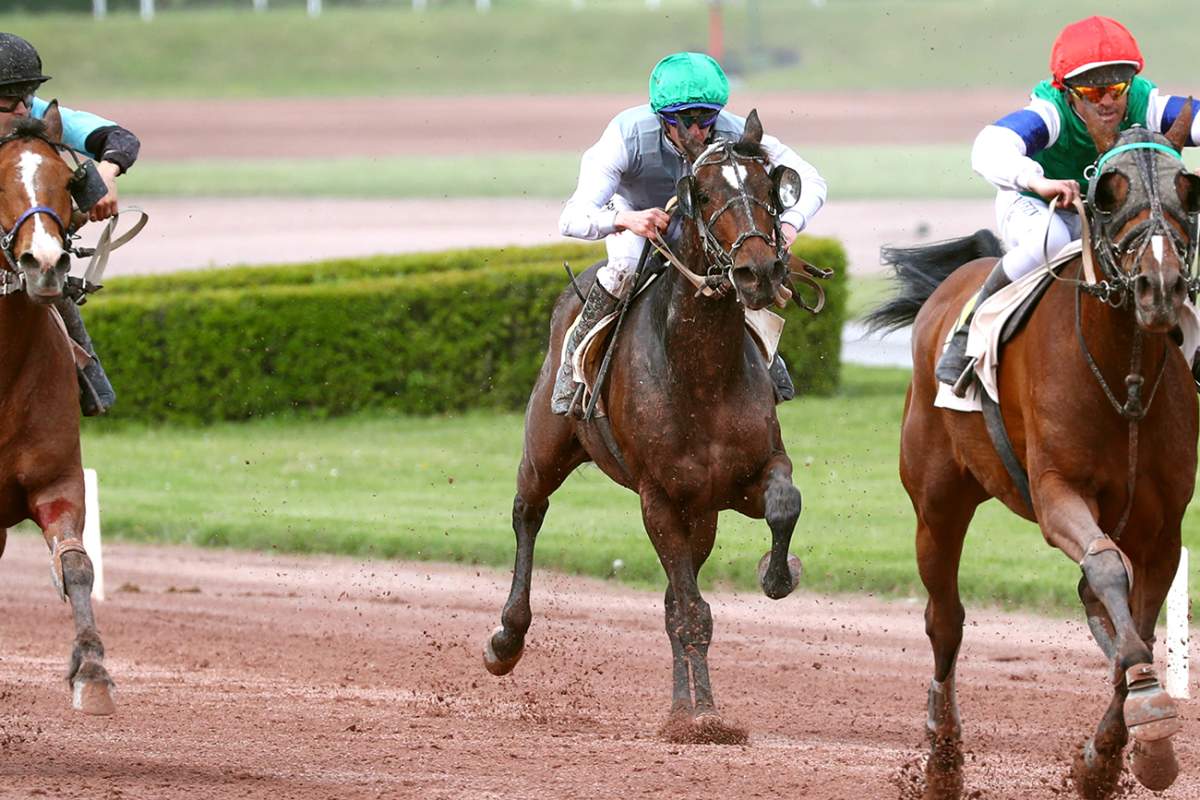 GOLD DU VAL - La fiche CANALTURF du cheval, performances pmu, pédigré ...