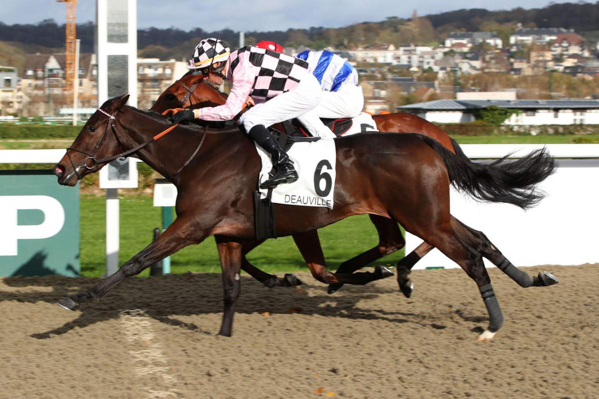 Arrivée PMU Prix Zeddaan (Listed), dimanche à Deauville. OPERA MUNDI, d ...