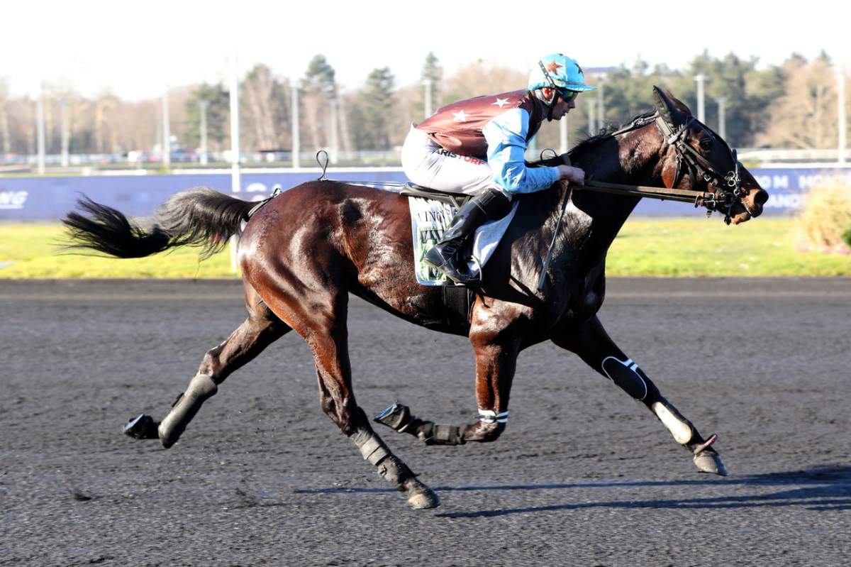 KINDER QUICK - La fiche CANALTURF du cheval, performances pmu, pédigré ...