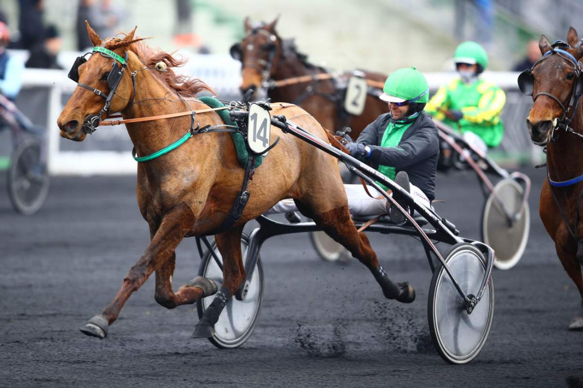 FILLETTE DEL GREEN - La fiche CANALTURF du cheval, performances pmu ...