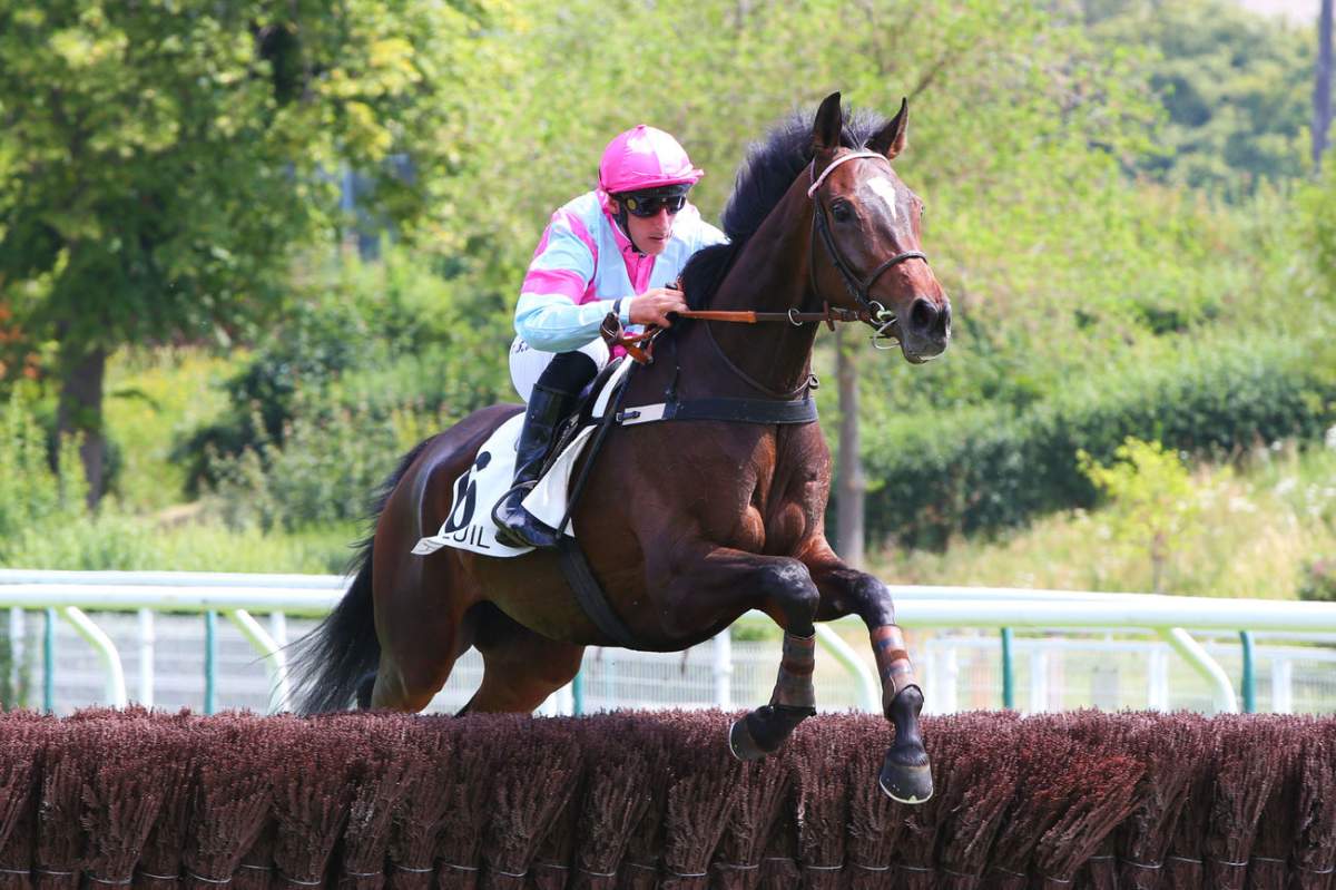 QUICK DADDY - La fiche CANALTURF du cheval, performances pmu, pédigré ...