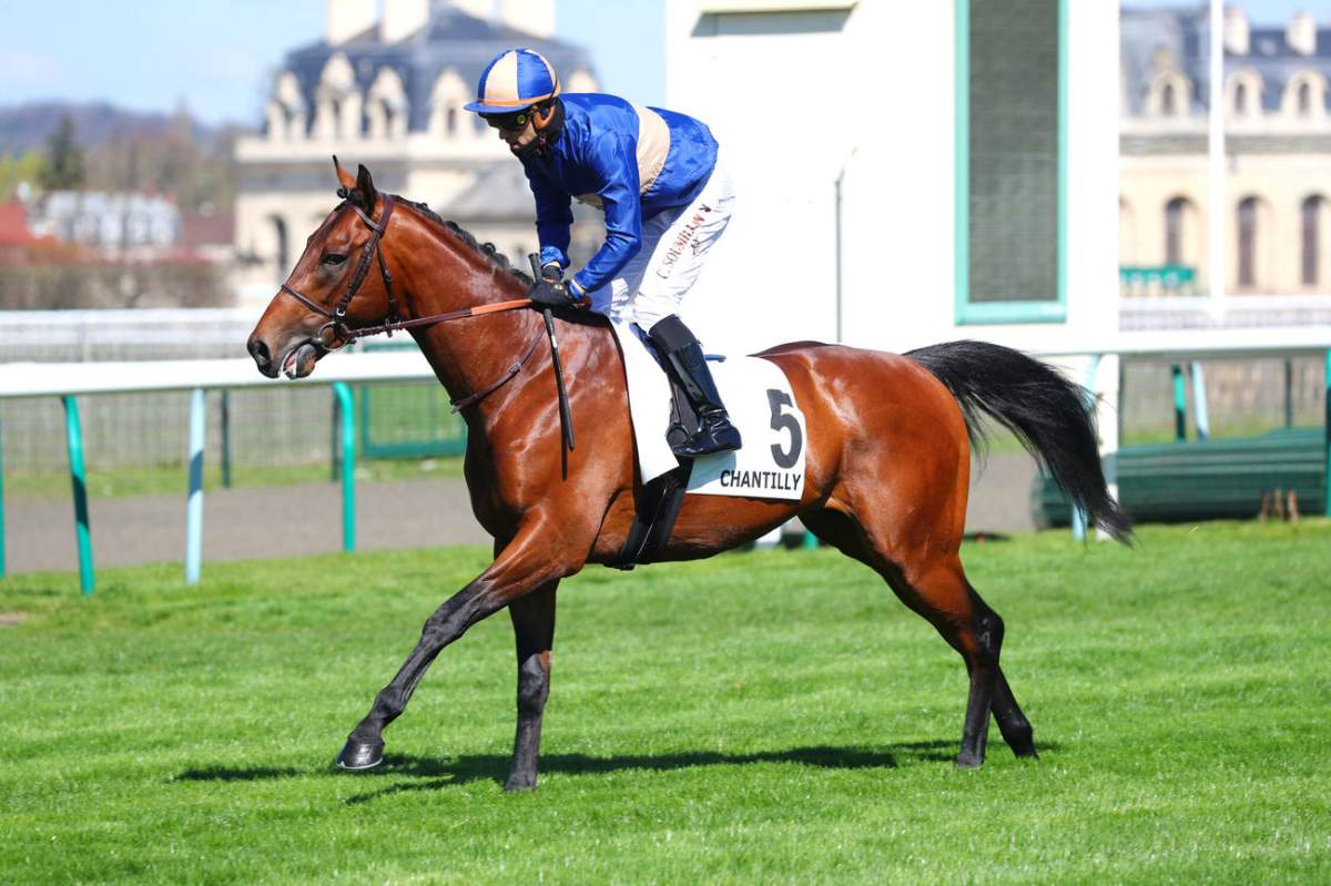 WILD WEST - La fiche CANALTURF du cheval, performances pmu, pédigré ...