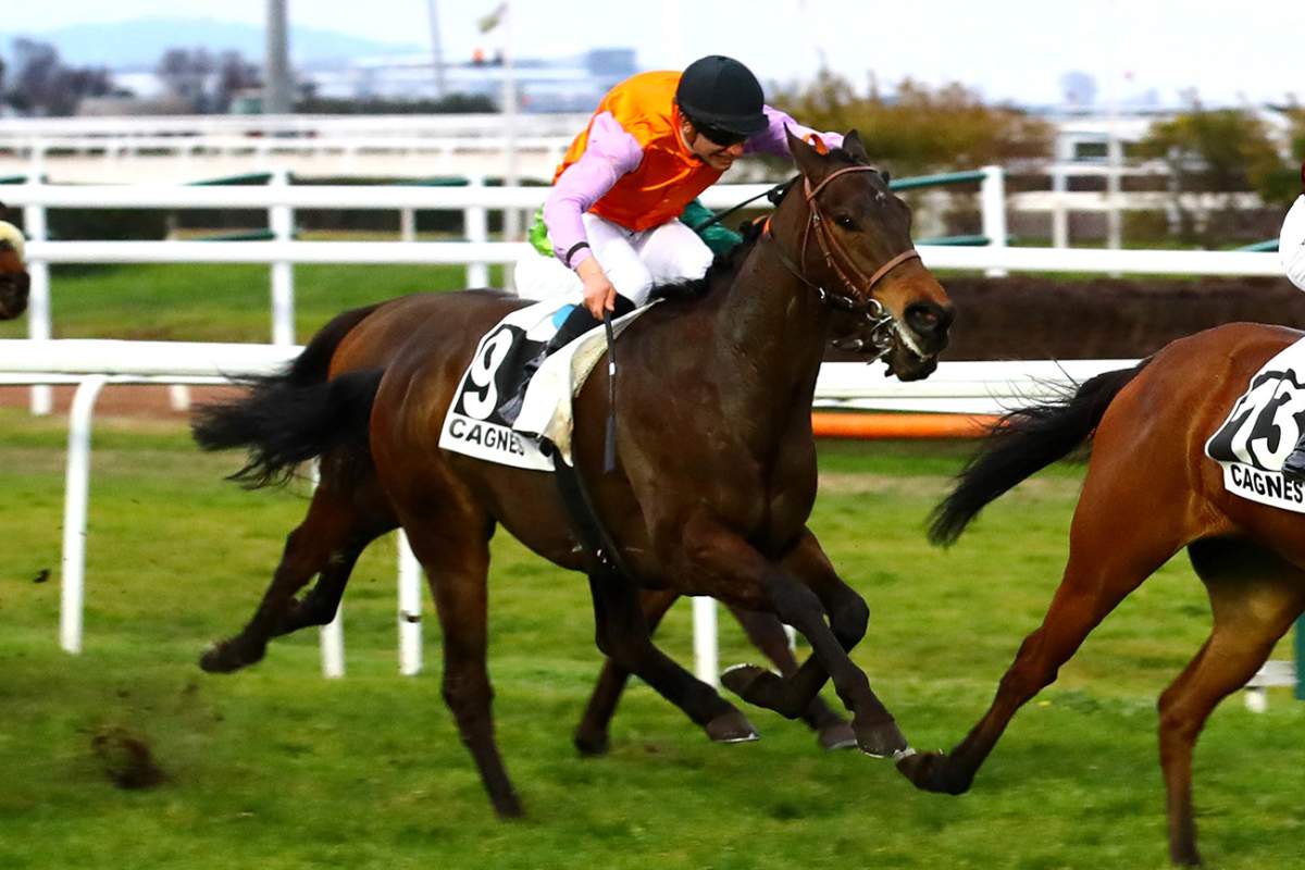 KENZAL - La fiche CANALTURF du cheval, performances pmu, pédigré ...