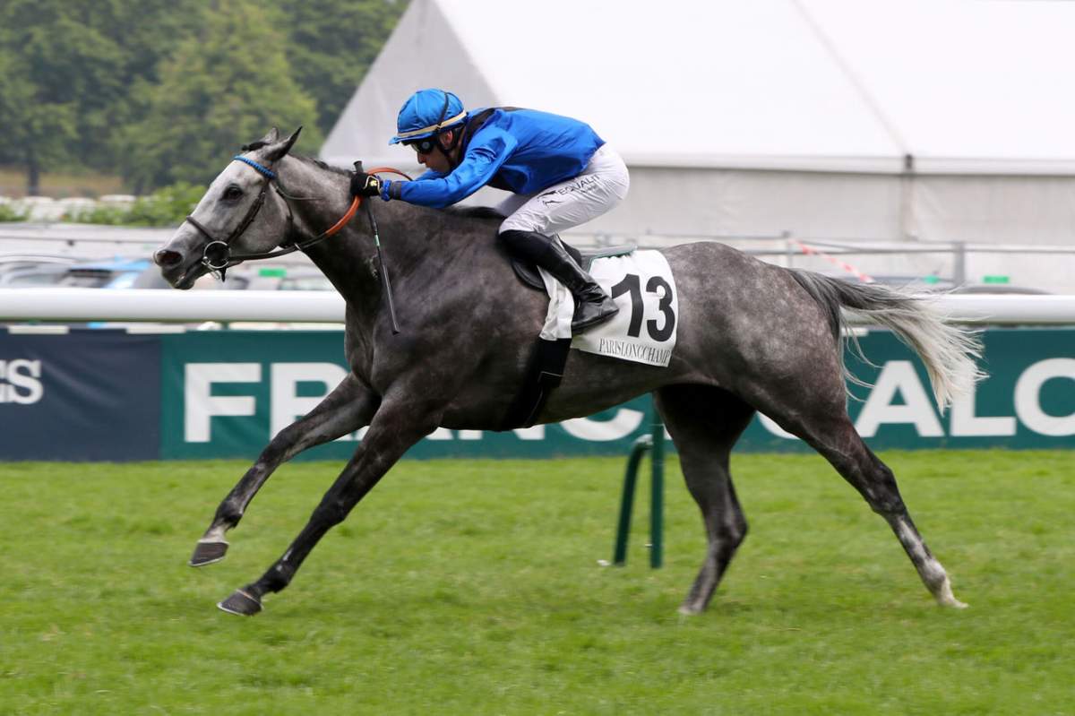 JOLLY GOLD - La fiche CANALTURF du cheval, performances pmu, pédigré ...