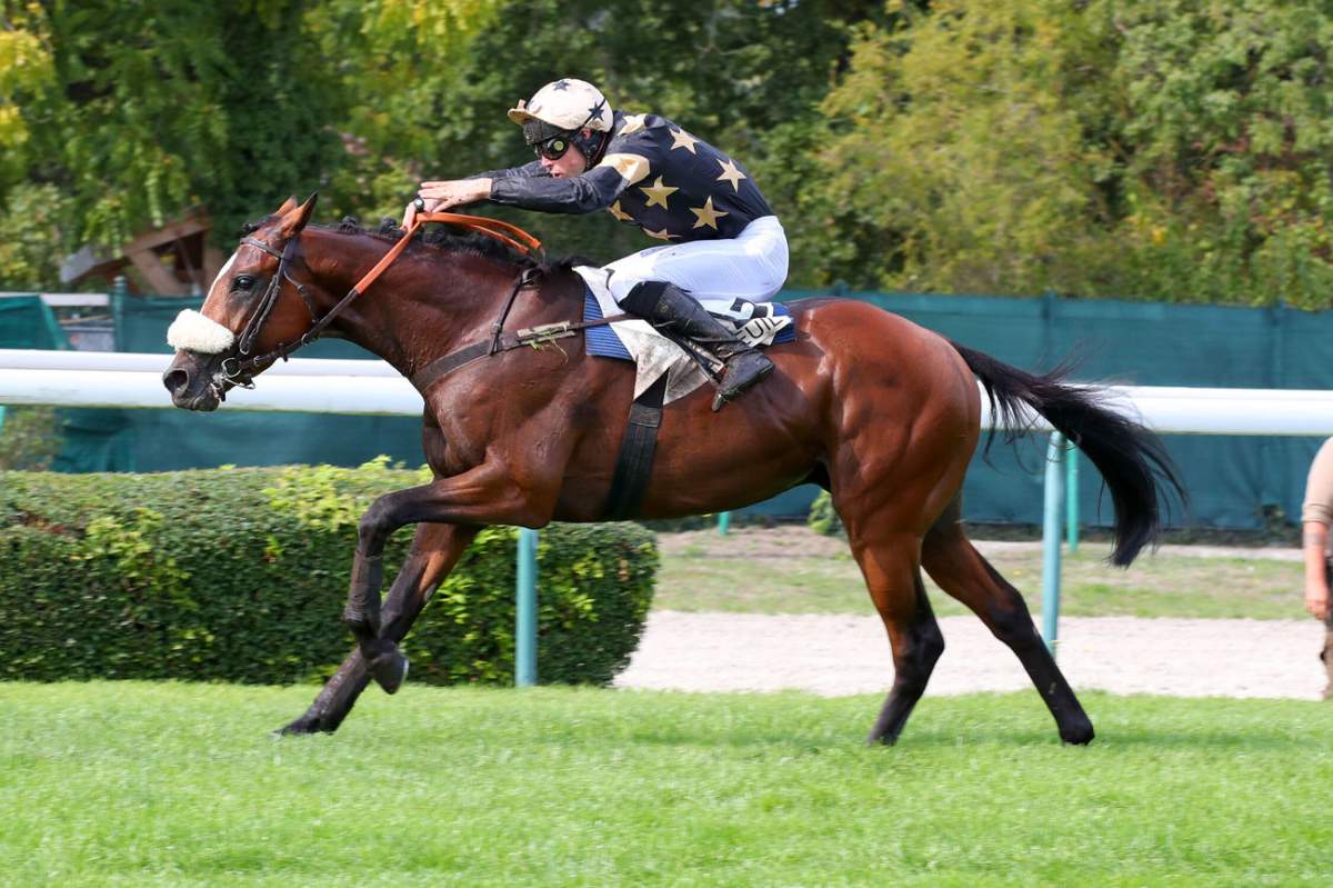 LINCOLN - La fiche CANALTURF du cheval, performances pmu, pédigré ...