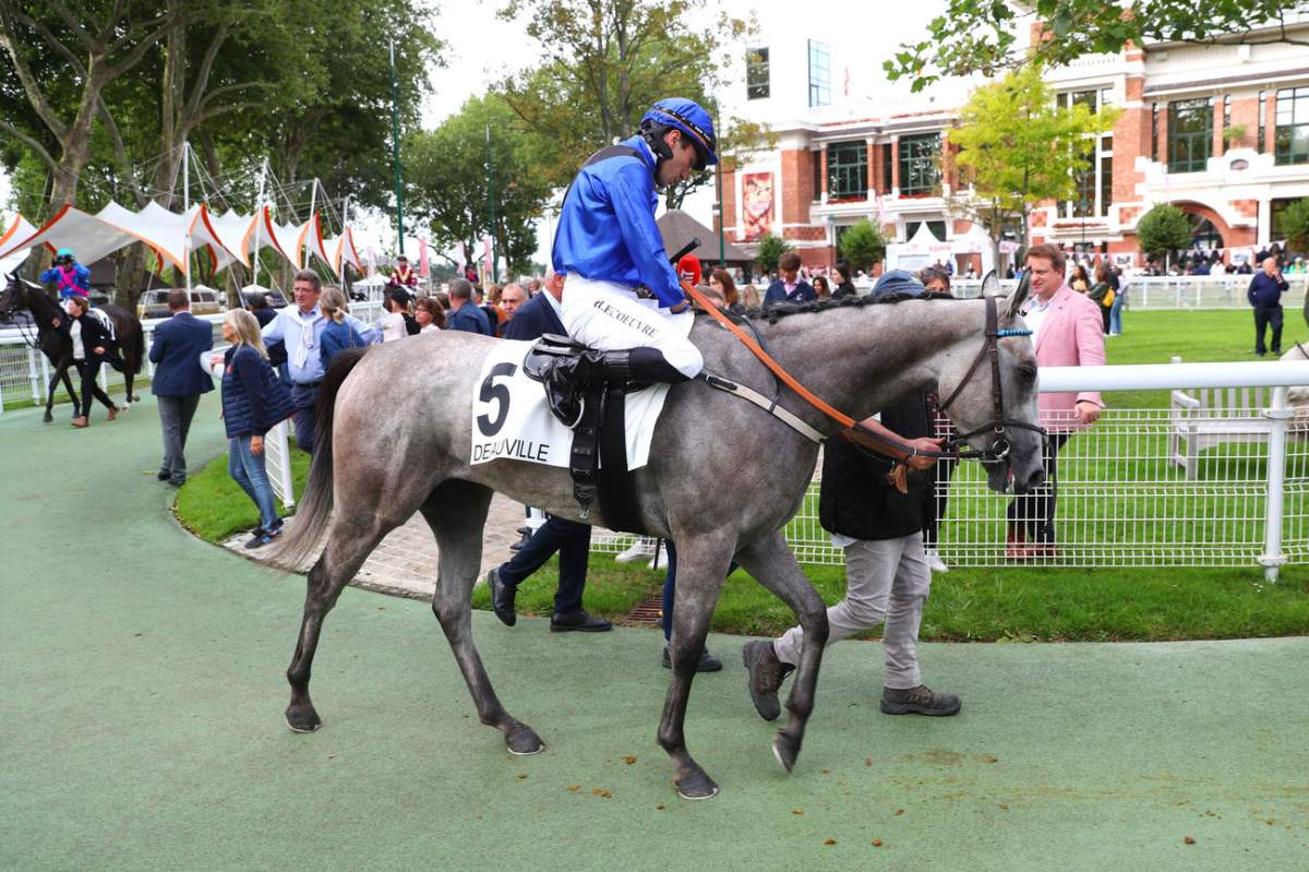 OASIS BAY - La fiche CANALTURF du cheval, performances pmu, pédigré ...