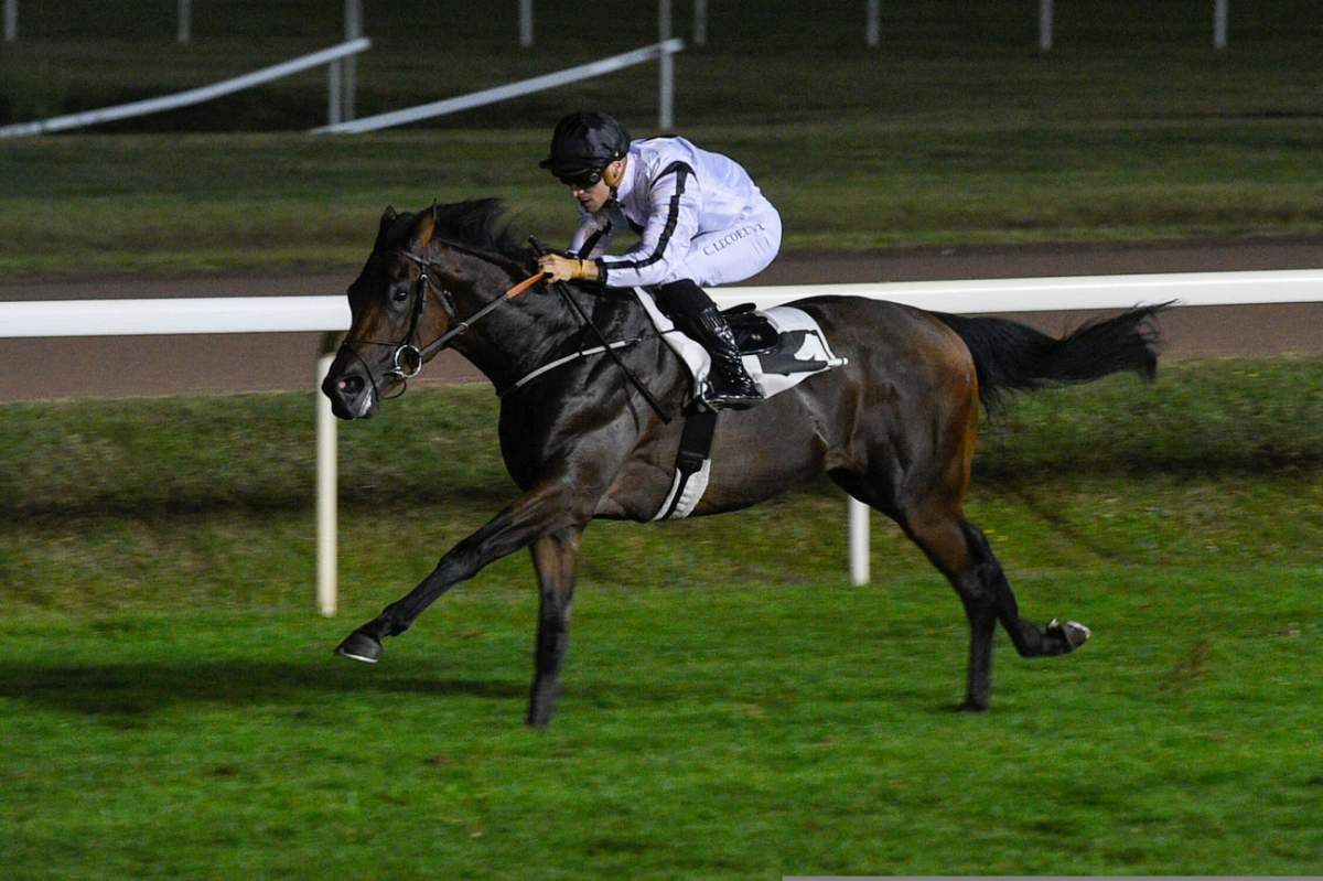 GOLD INDEX - La fiche CANALTURF du cheval, performances pmu, pédigré ...