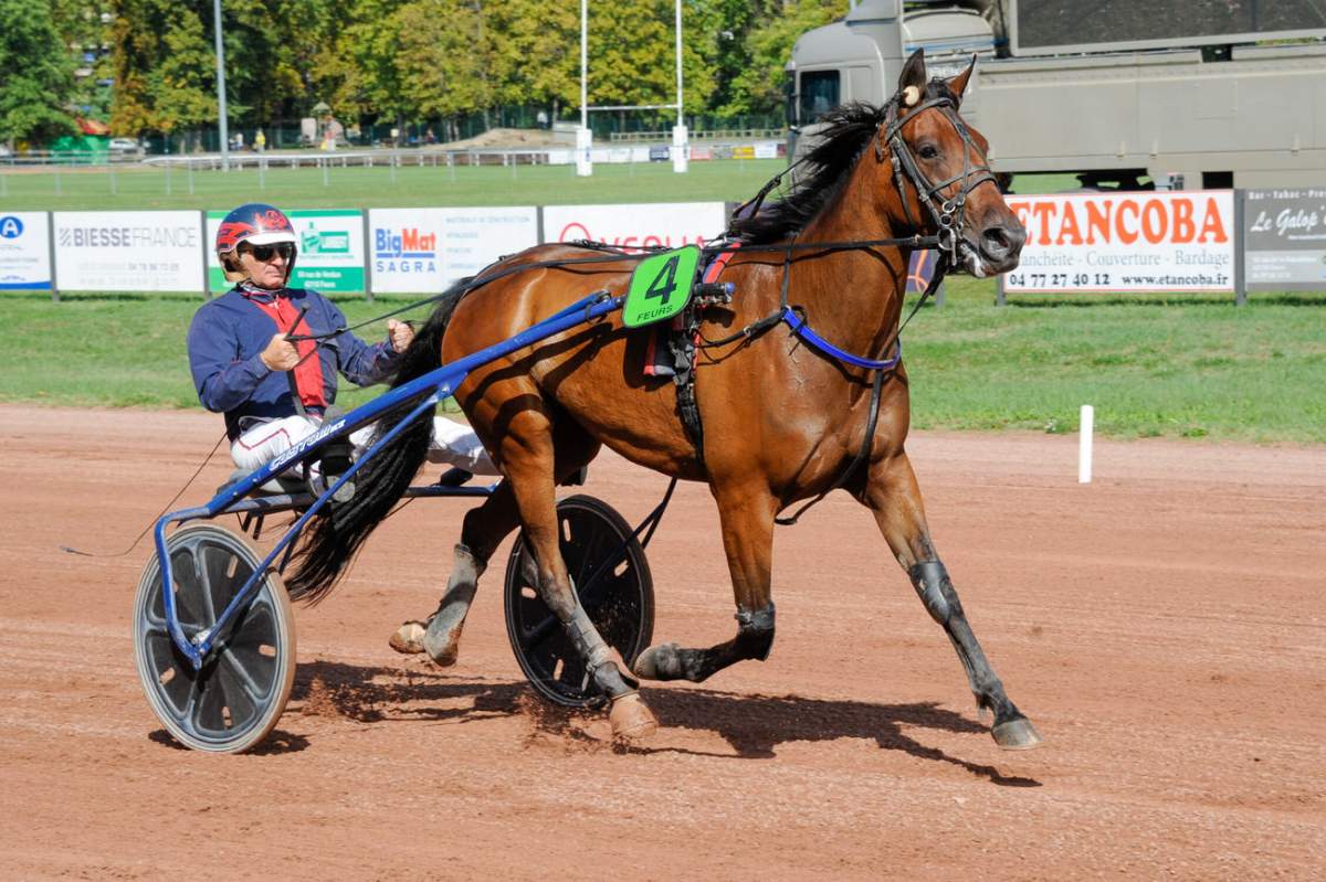 KEYPTOWN - La fiche CANALTURF du cheval, performances pmu, pédigré ...