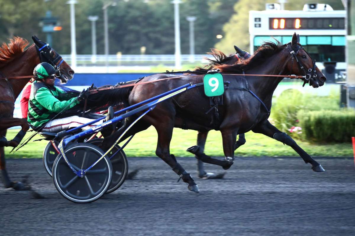 KILL JOY LADY - La fiche CANALTURF du cheval, performances pmu, pédigré ...